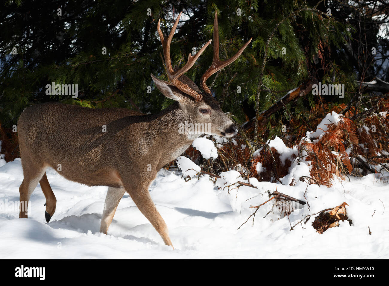 Mule deer buck with large antlers in snow, California, Yosemite ...