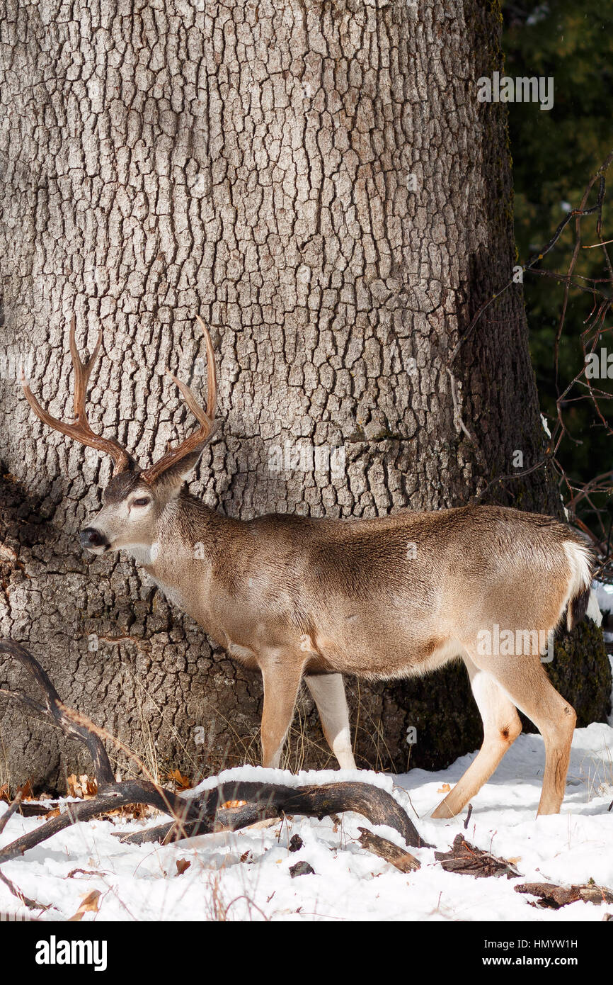 Mule deer buck with large antlers in snow, California, Yosemite ...