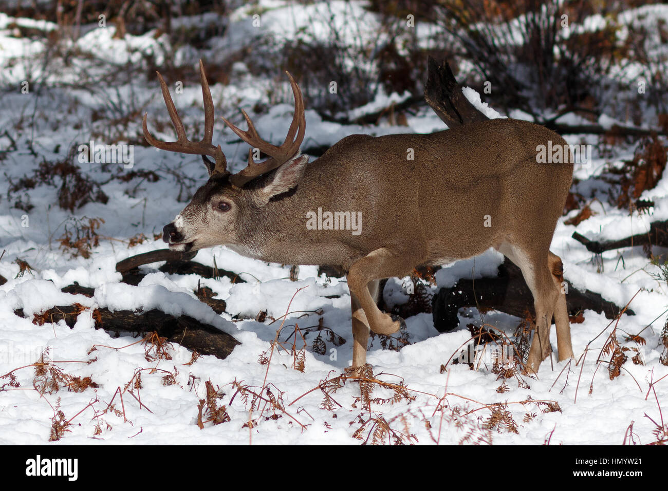 Mule deer buck with large antlers in snow, California, Yosemite ...