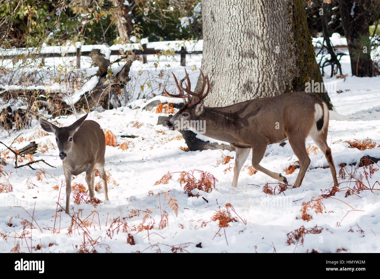 Mule deer buck with large antlers in snow, California, Yosemite ...