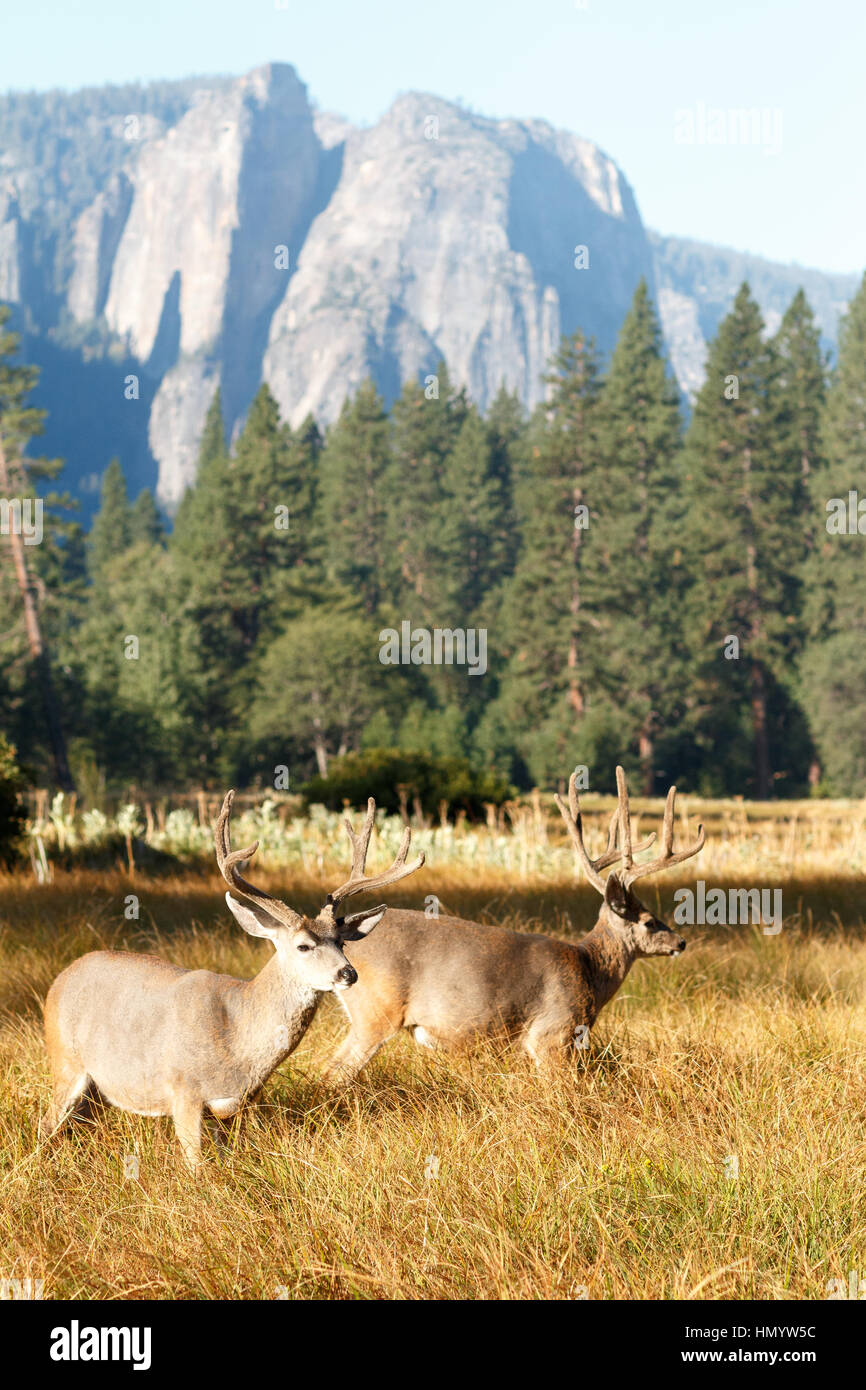 Mule deer bucks with large antlers, (Odocoileus hemionus), California ...