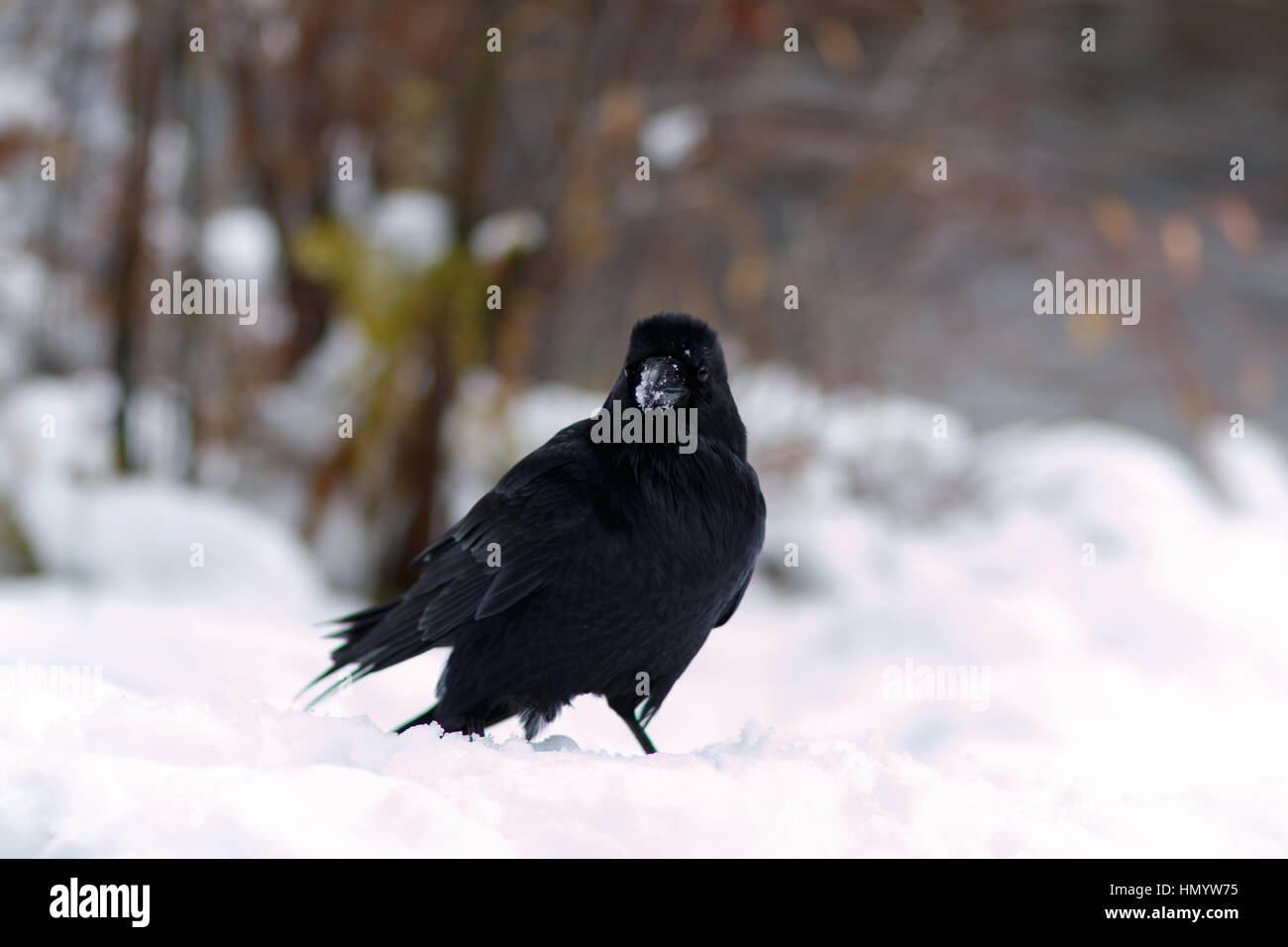 Raven with snow on his beak, California, Yosemite National Park, Taken ...