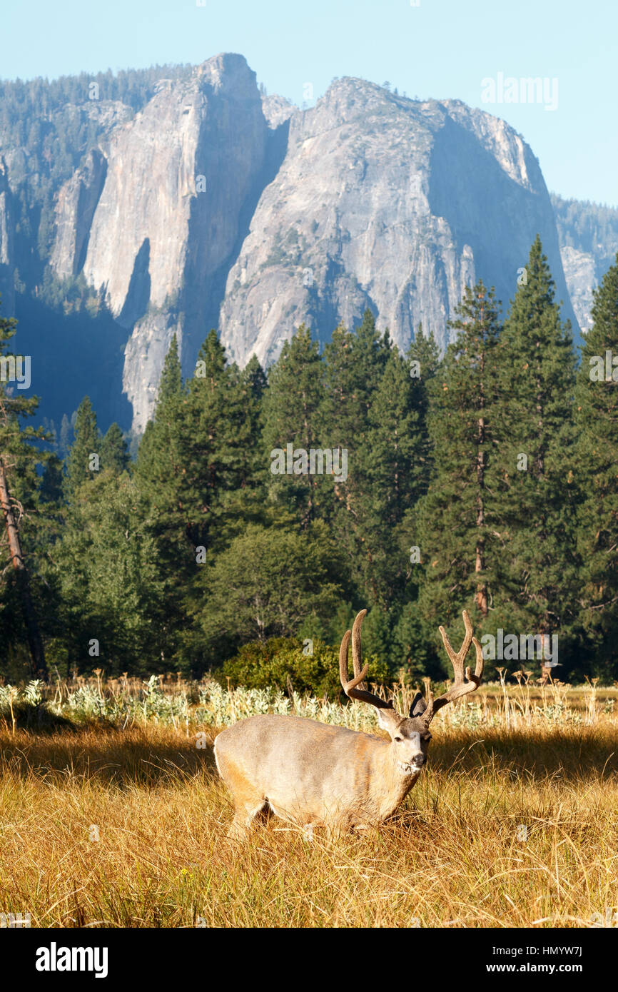 Mule deer buck in Yosemite Valley. California, Yosemite National Park ...