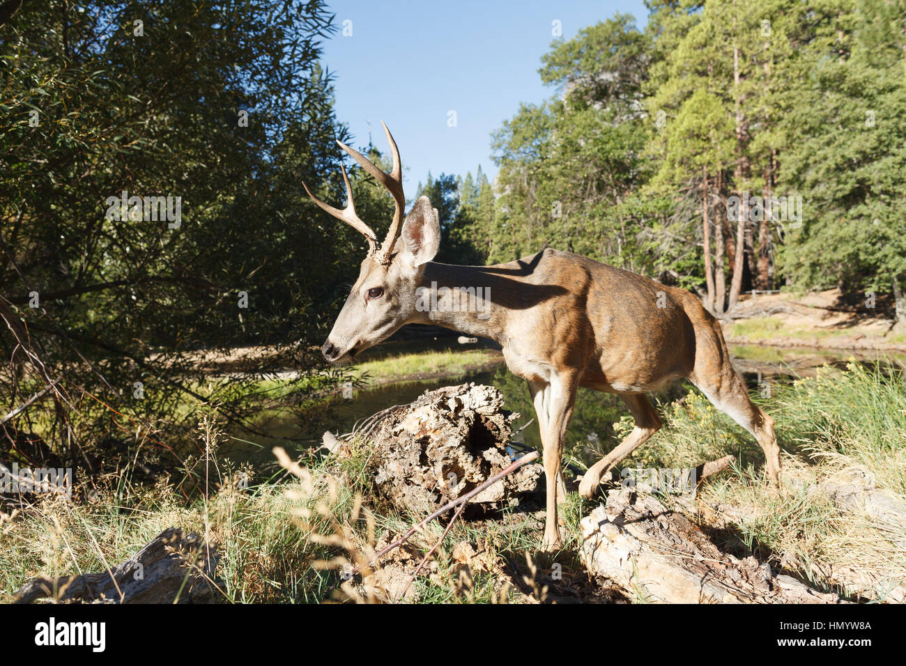 Mule deer buck in Yosemite Valley. (Odocoileus hemionus) California ...