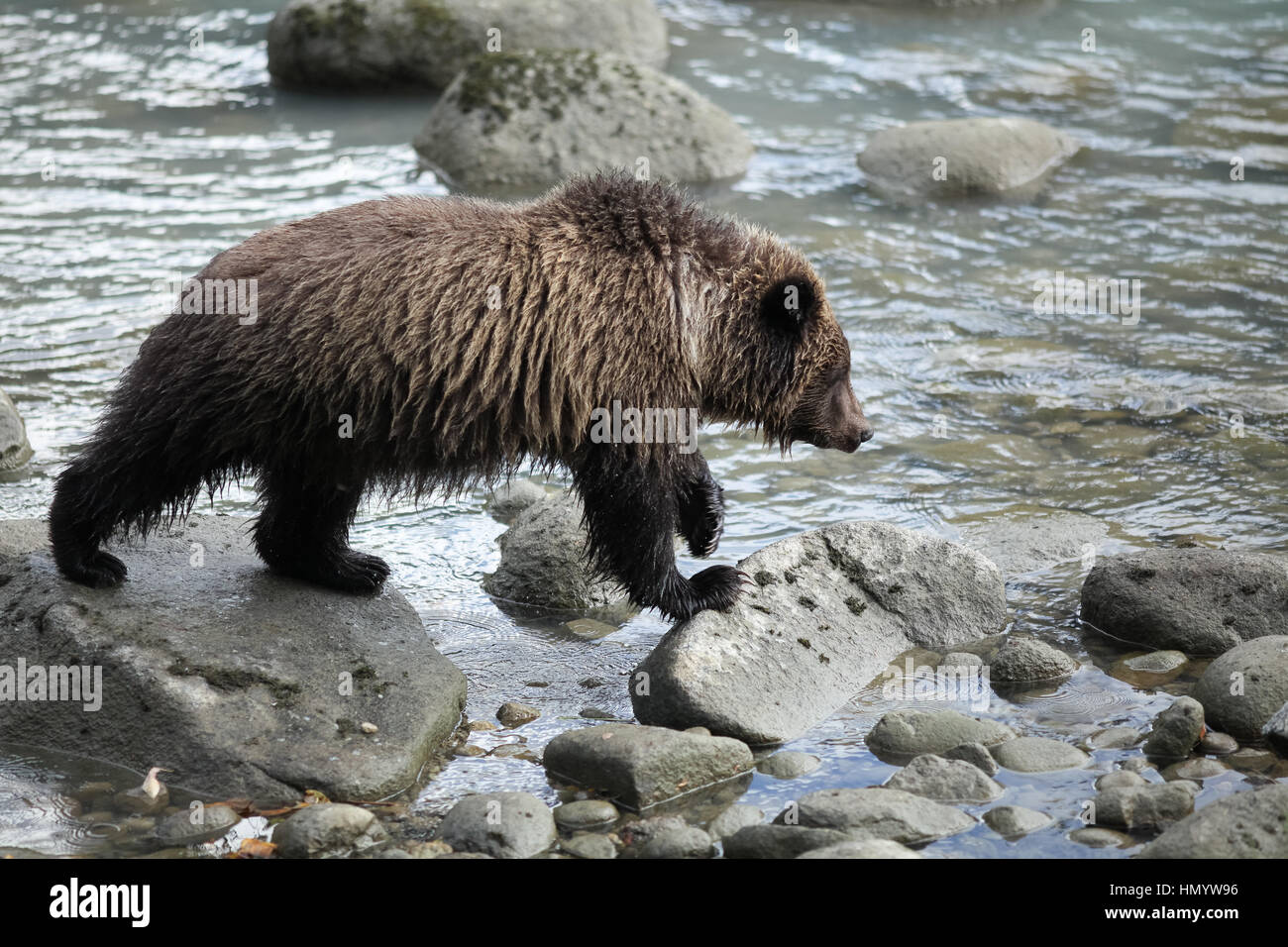 Brown bear fishing from the Chilkoot River (Ursus arctos), Alaska ...