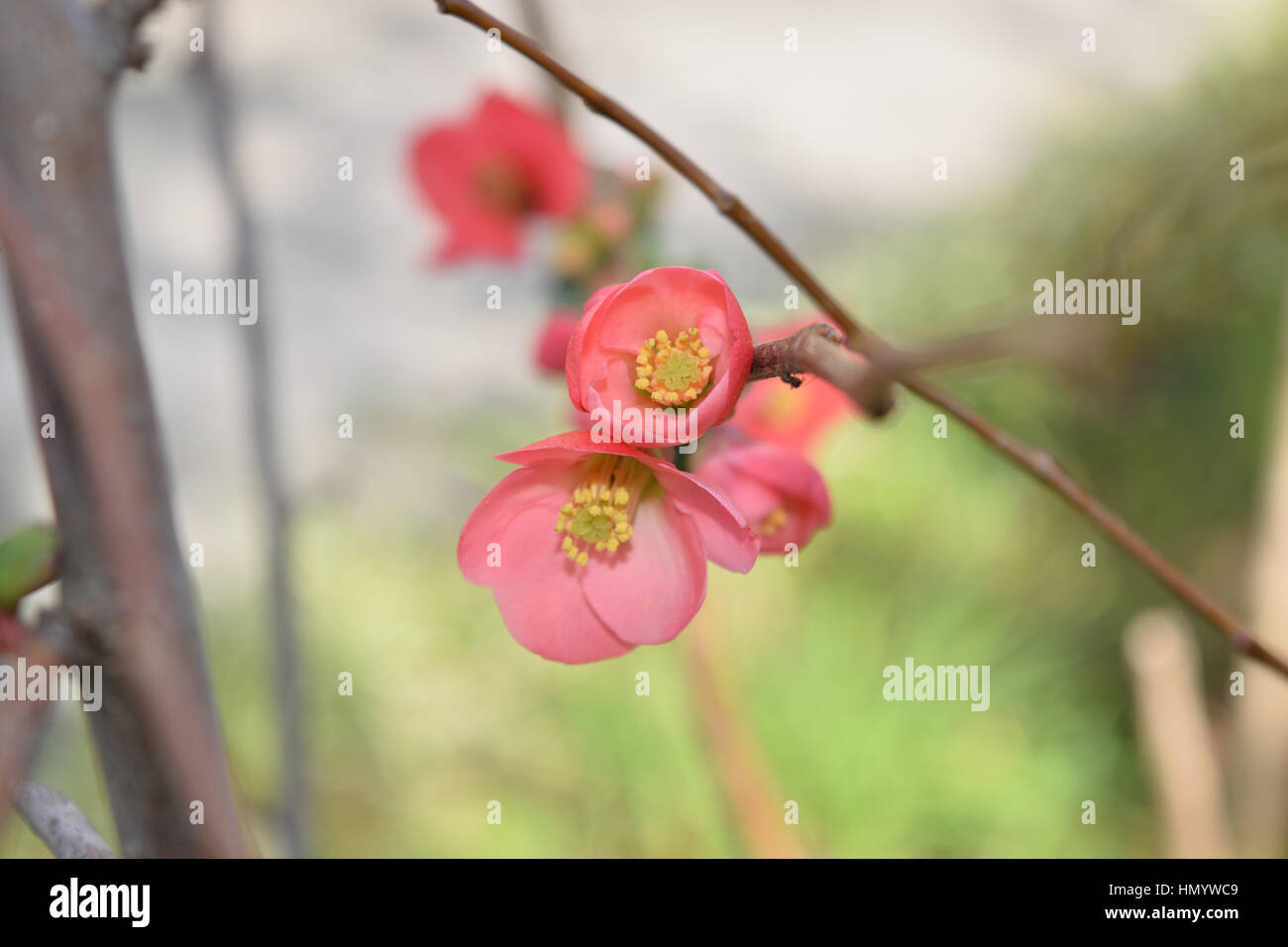 First buds and first blooms of early spring Stock Photo - Alamy
