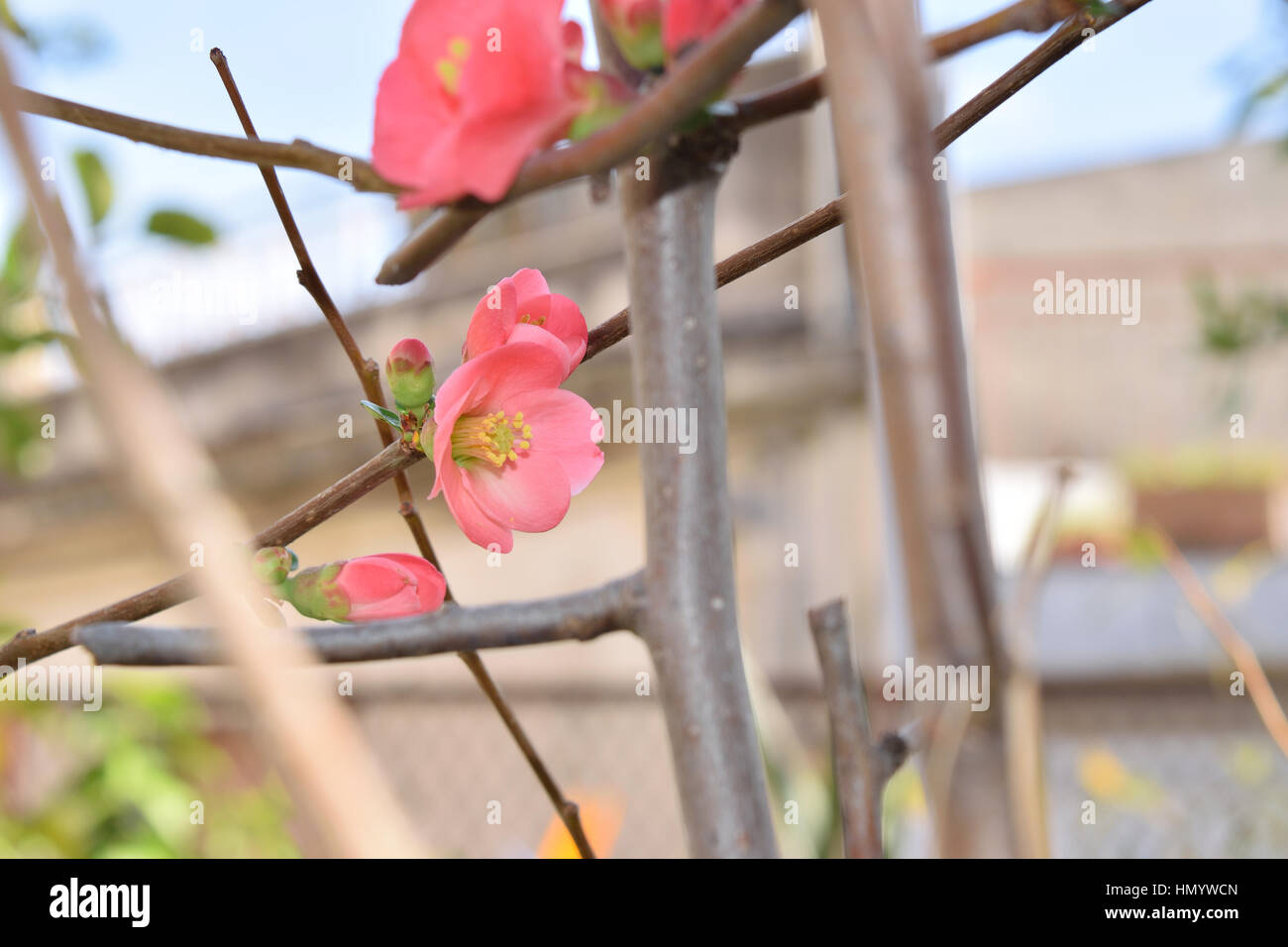 First buds and first blooms of early spring Stock Photo - Alamy