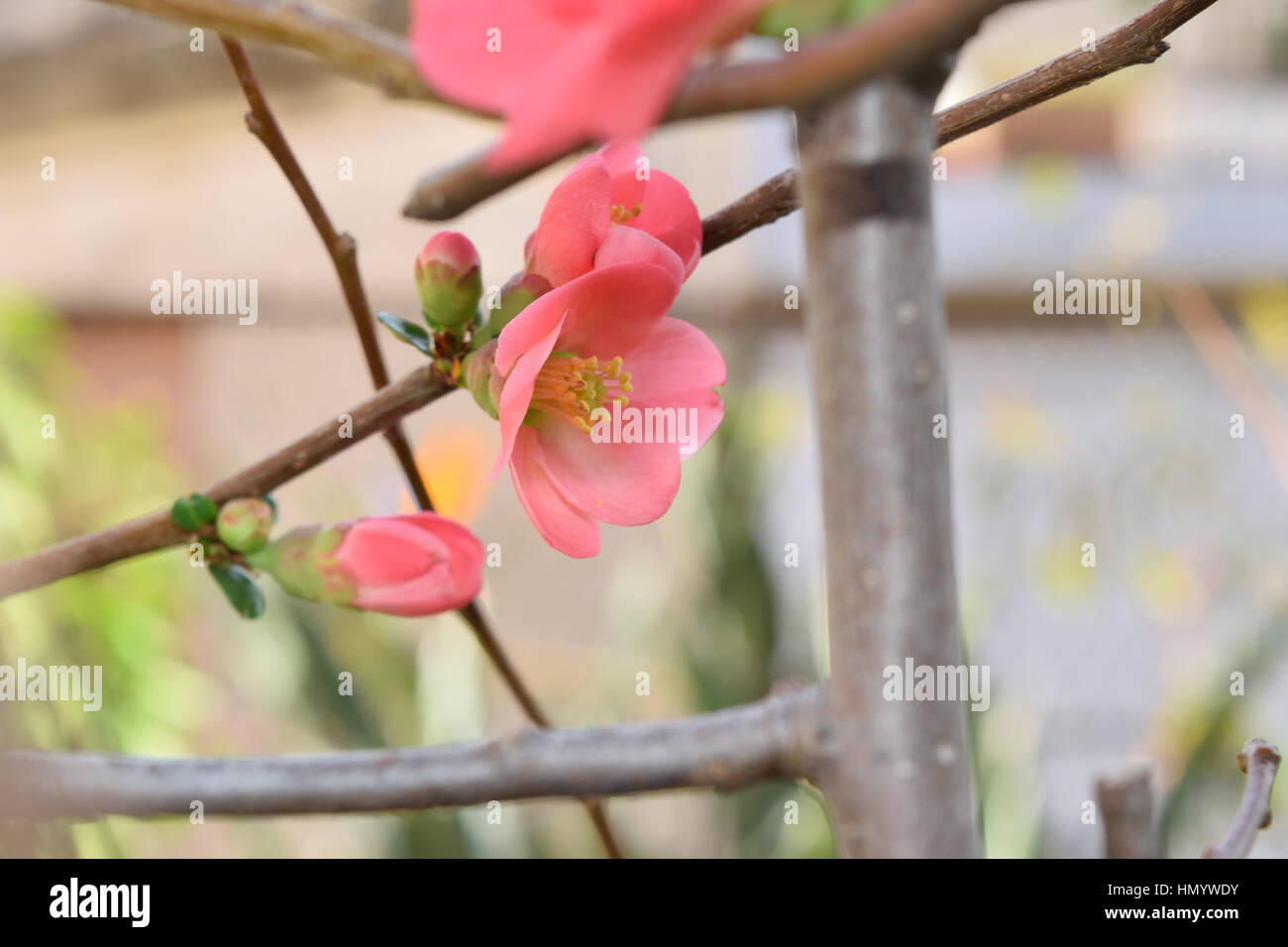 First buds and first blooms of early spring Stock Photo - Alamy
