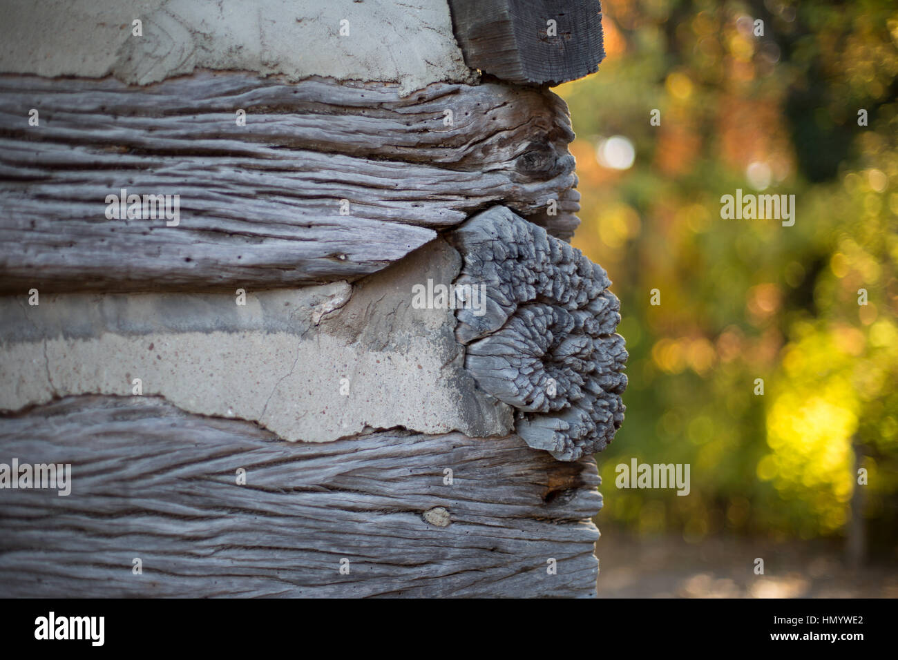 Tree log detail hi-res stock photography and images - Alamy