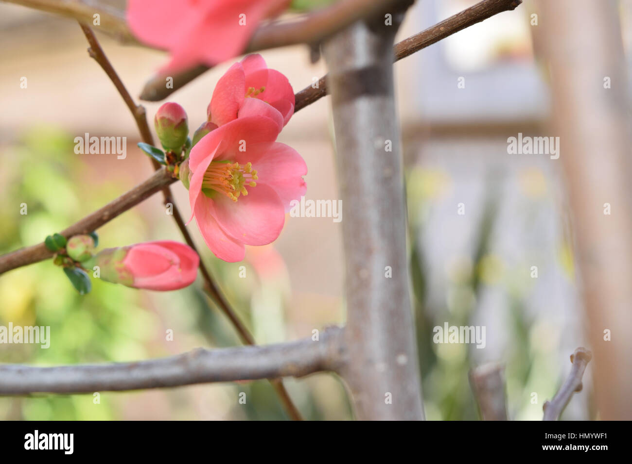 First buds and first blooms of early spring Stock Photo - Alamy