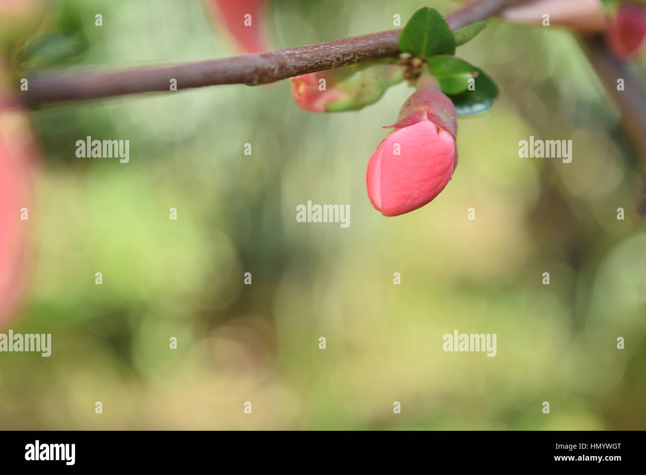 First buds and first blooms of early spring Stock Photo - Alamy