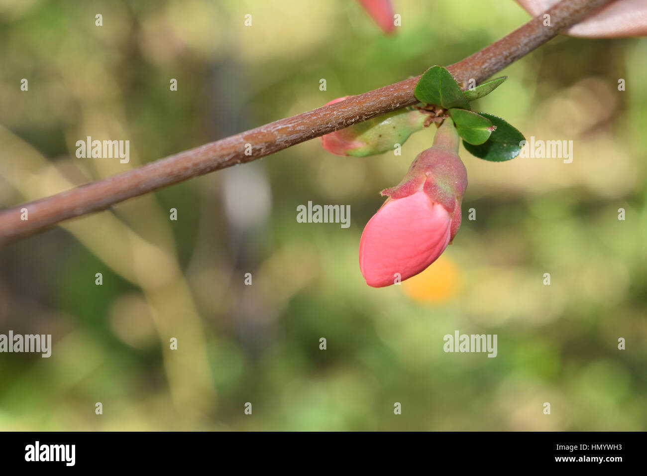 First buds and first blooms of early spring Stock Photo - Alamy