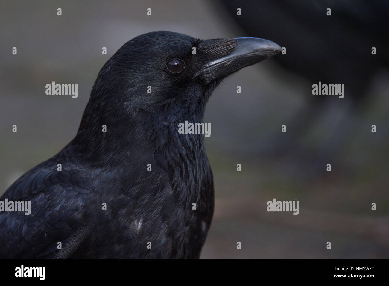 Black crow portrait Stock Photo - Alamy