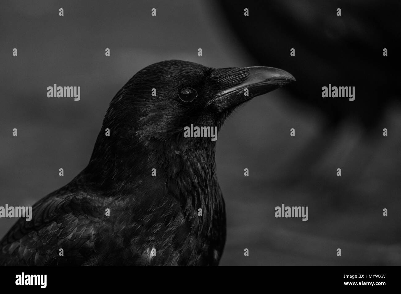 Black crow portrait Stock Photo - Alamy