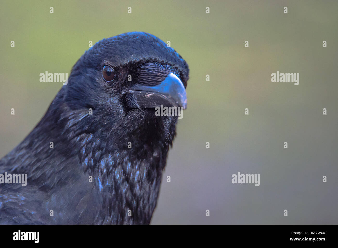 Black crow portrait Stock Photo - Alamy