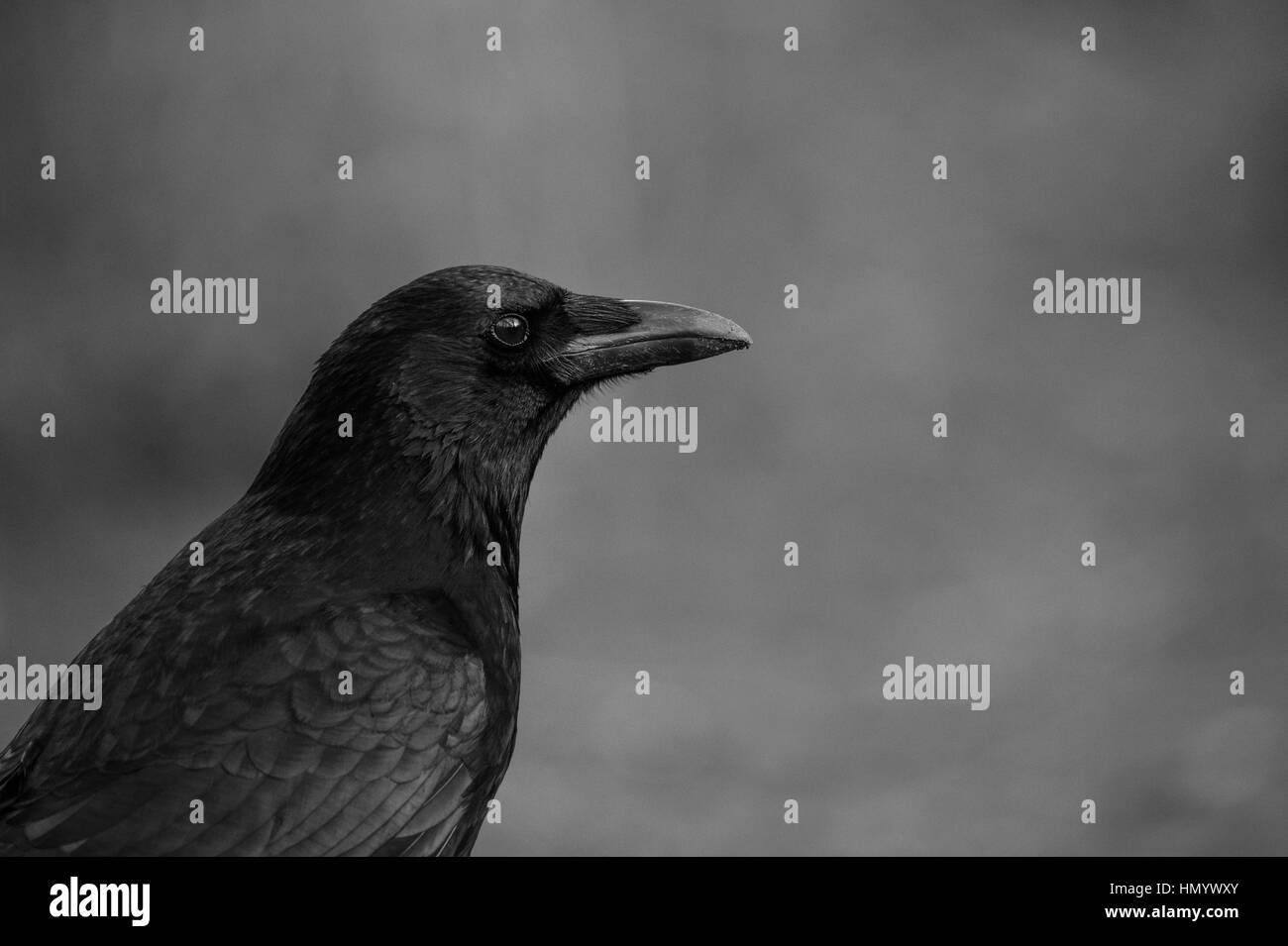 Crow portrait hi-res stock photography and images - Alamy