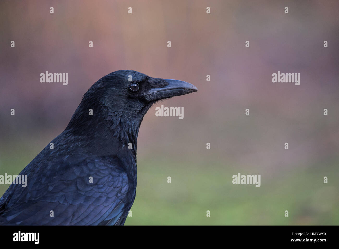 Black crow portrait Stock Photo - Alamy
