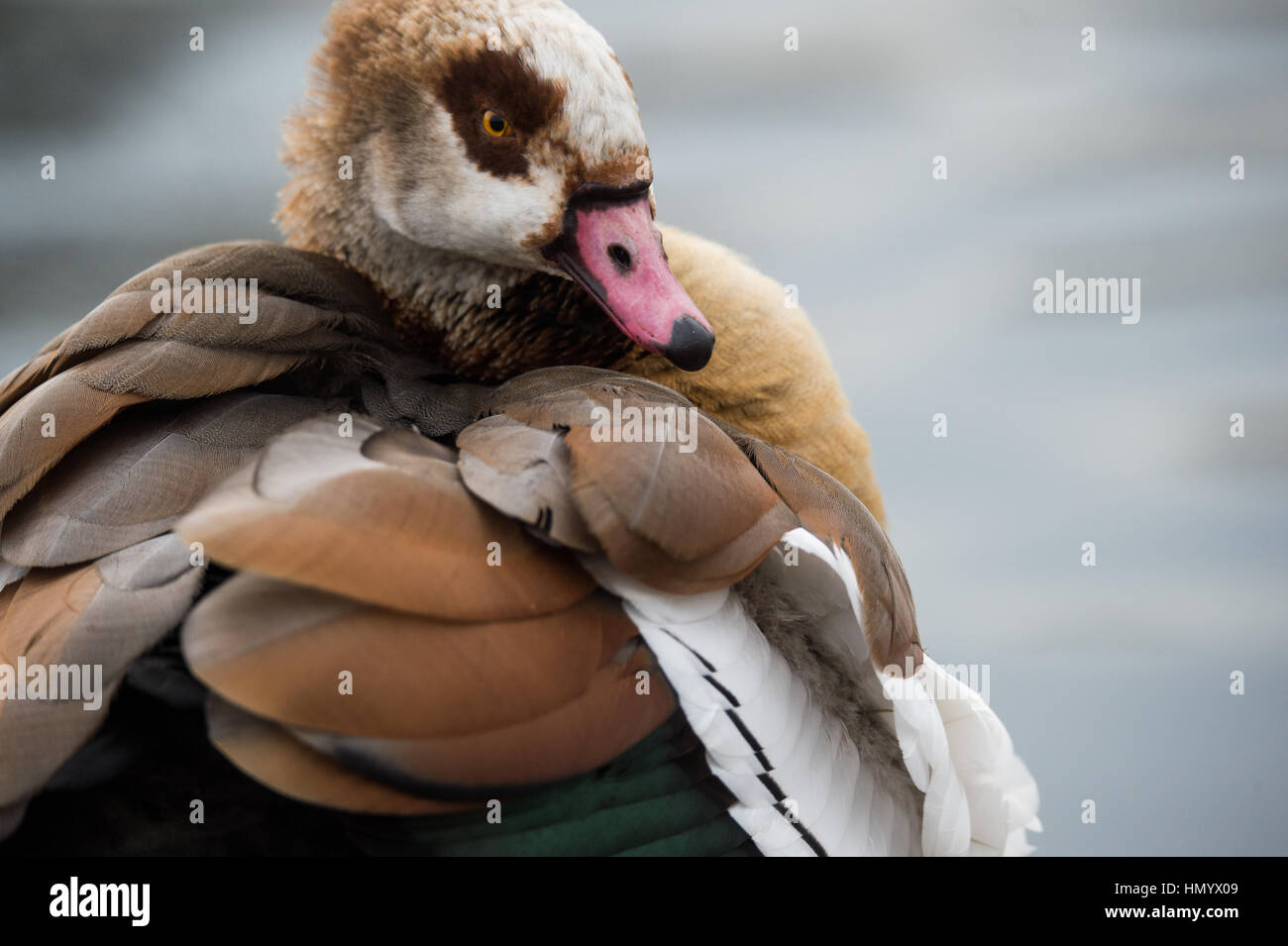 Waterfowl wildfowl bird hi-res stock photography and images - Alamy