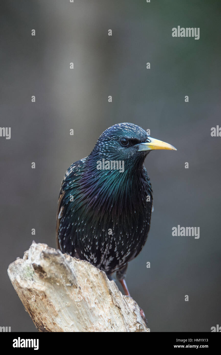 Starling on a perch Stock Photo - Alamy