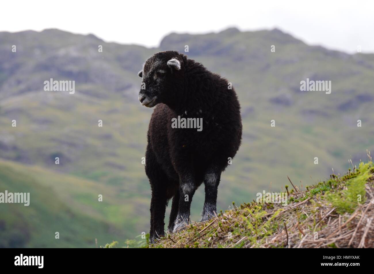 Black Herdwick Lamb on Lake District Fell Stock Photo - Alamy