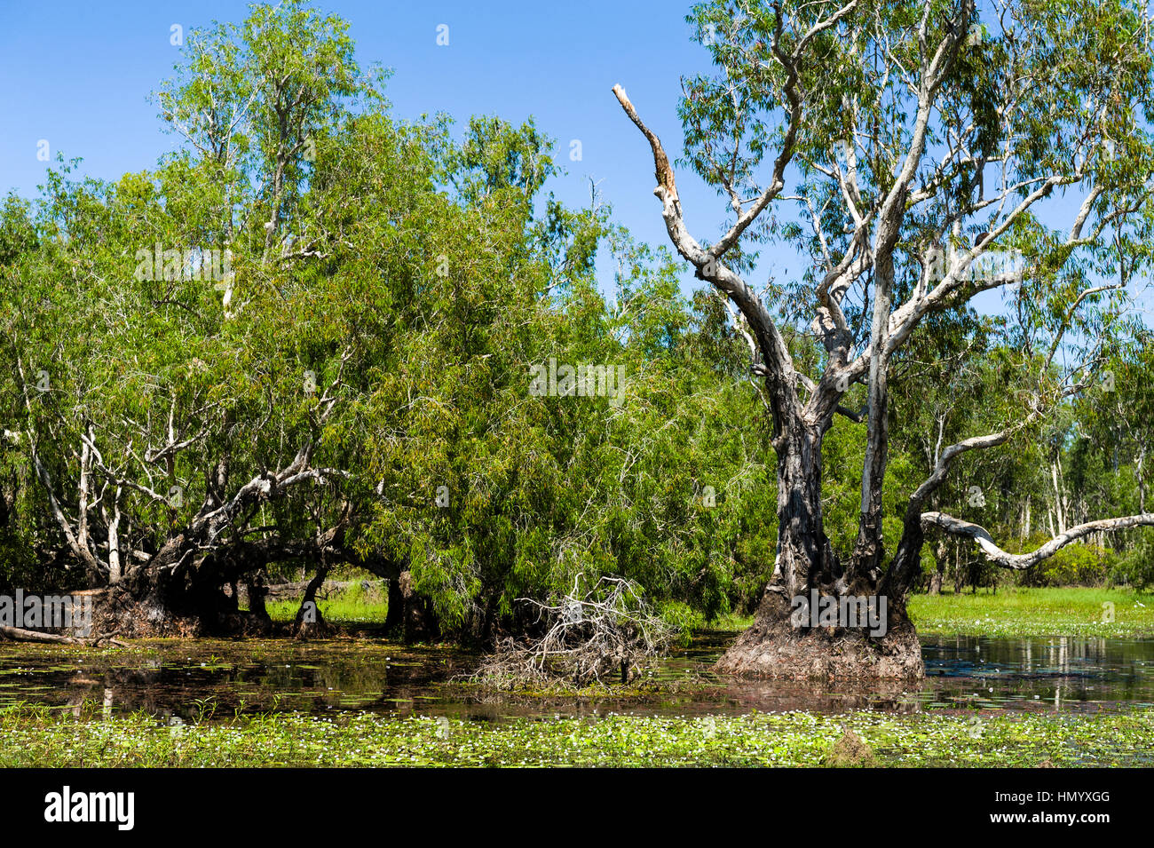 A flooded Paperbark swamp is the perfect habitat for a Saltwater ...