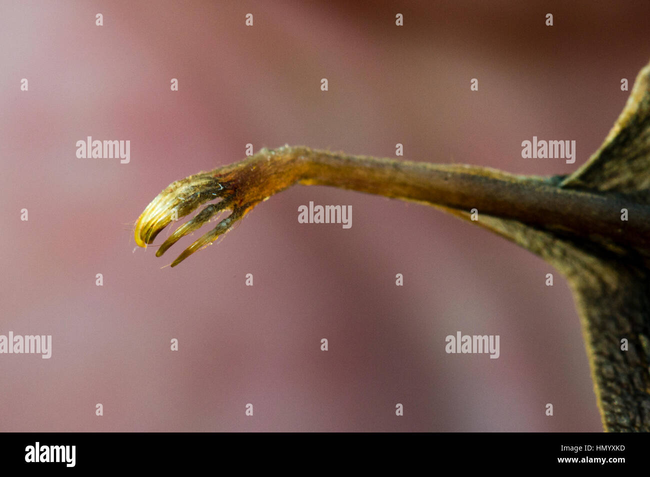 The foot, toes and claws of an Orange leaf-nosed Bat Stock Photo - Alamy