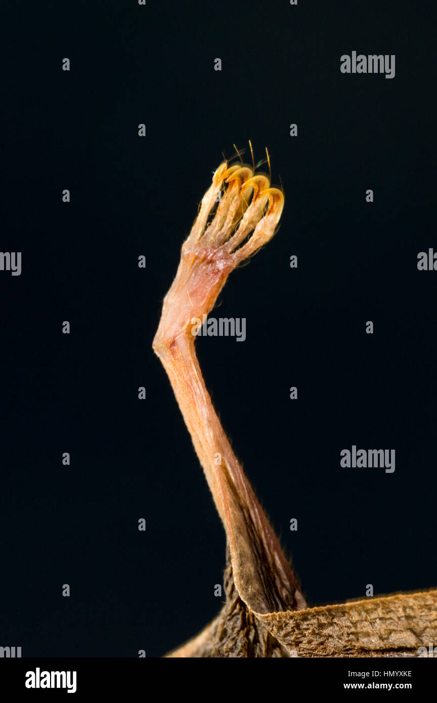 The foot, toes and claws of an Orange leaf-nosed Bat Stock Photo - Alamy