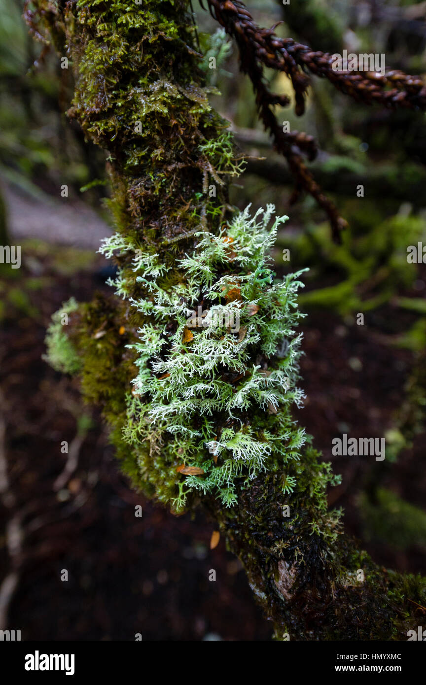 A lichen colony growing on a tree branch in a damp cool temperate ...