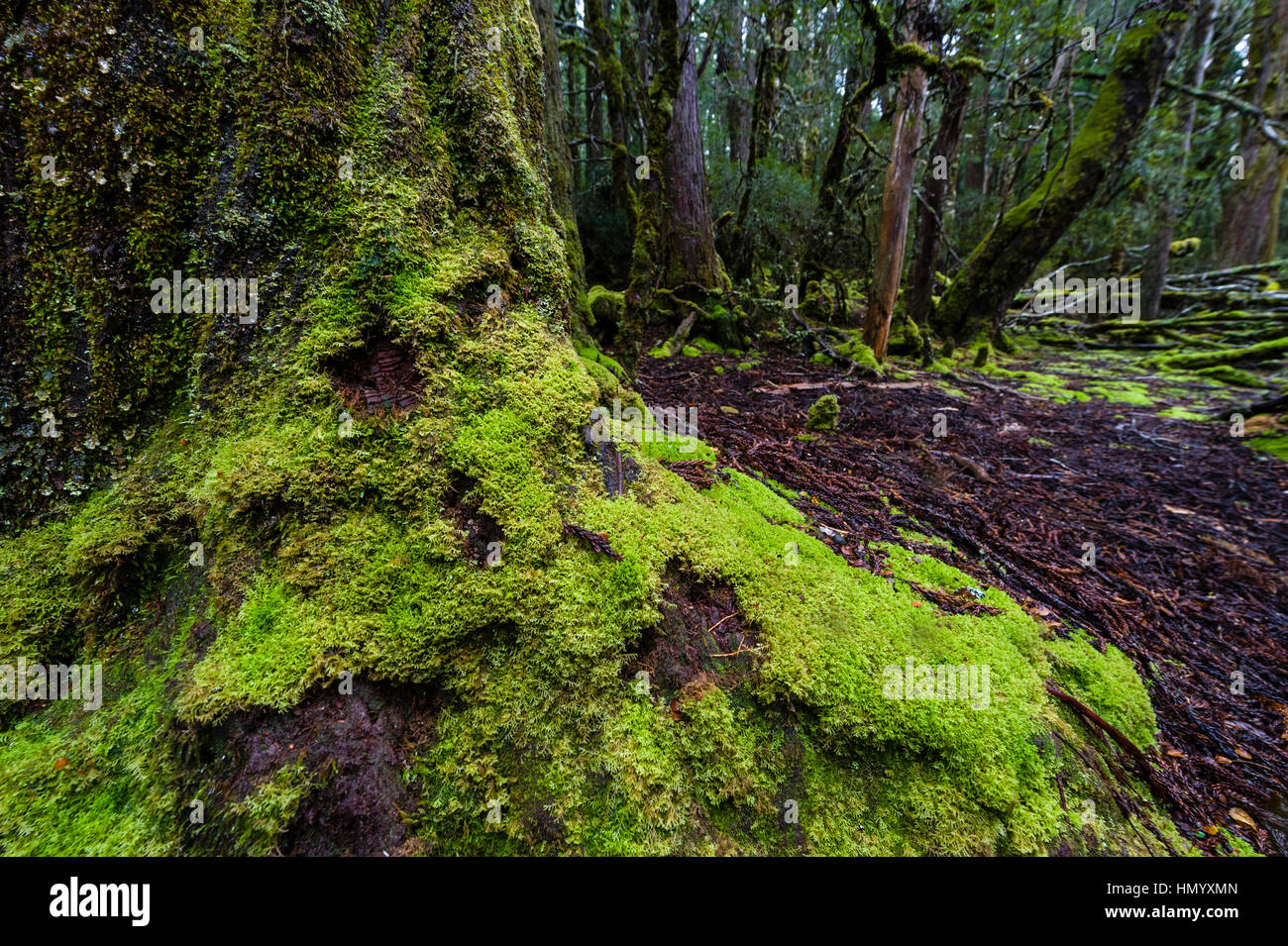 The moss covered sprawling base of tree in a cool temperate rainforest ...