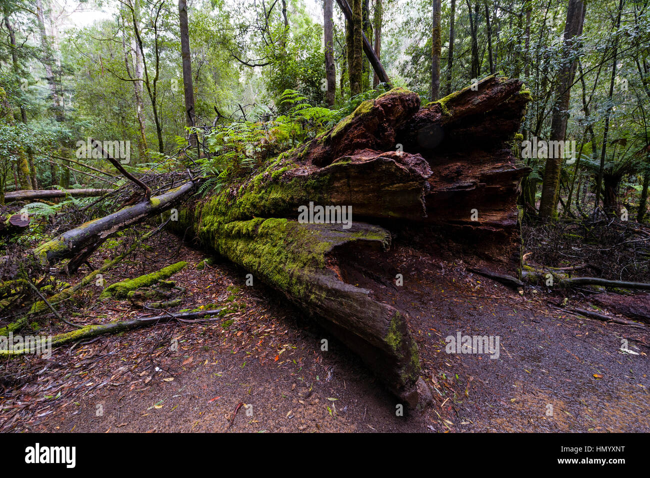 The enormous wide trunk of a fallen Mountain Ash tree on the forest ...