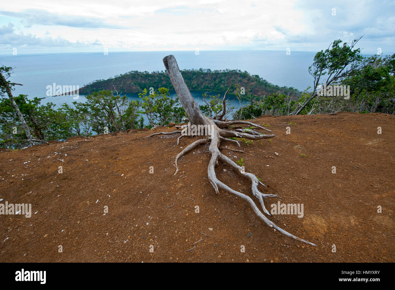 The exposed roots of a dead tree exposed by erosion on the summit of a ...