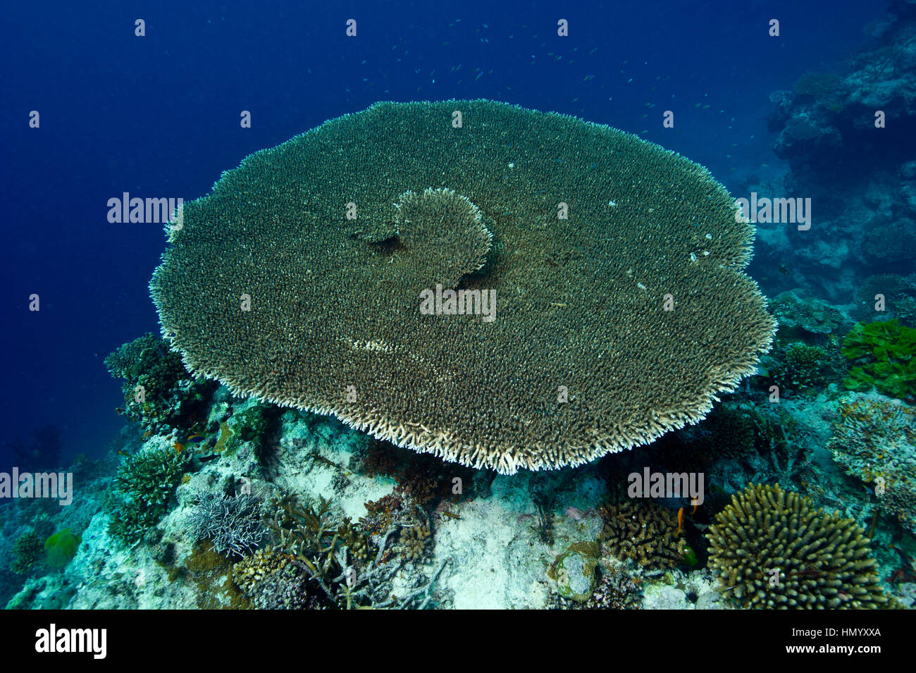 A solitary plate coral growing from a coral reef Stock Photo - Alamy