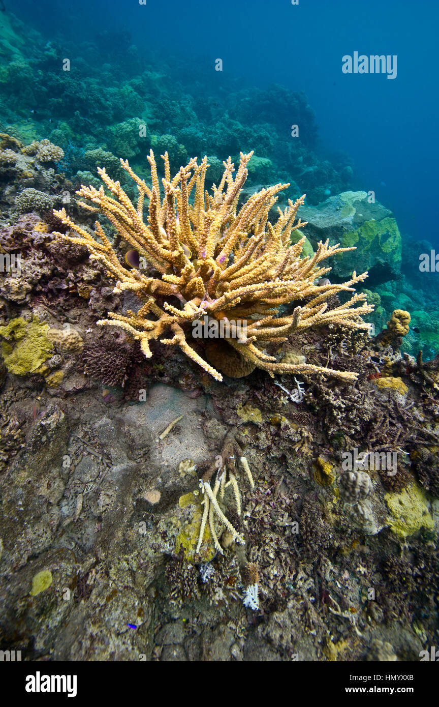 A solitary staghorn coral growing from a coral reef Stock Photo - Alamy