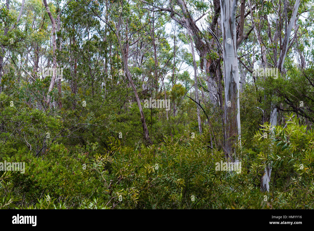 The dense understory of a highland forest Stock Photo - Alamy