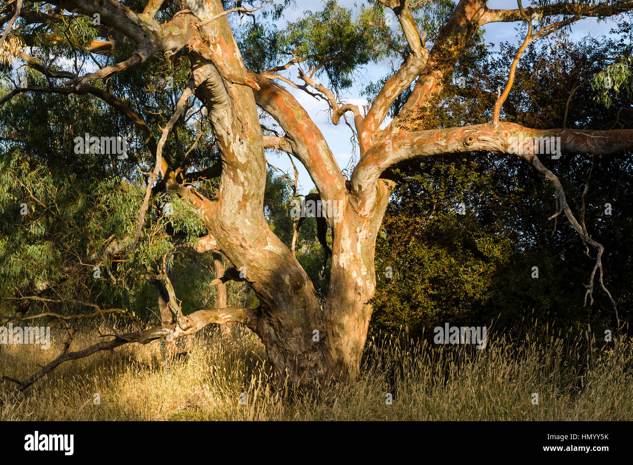 Blakelys red gum hi-res stock photography and images - Alamy