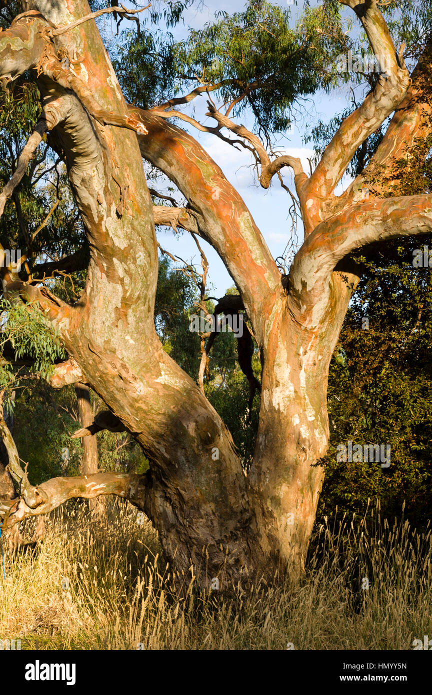 The gnarled trunk of a Blakely's Red Gum tree in the late afternoon ...