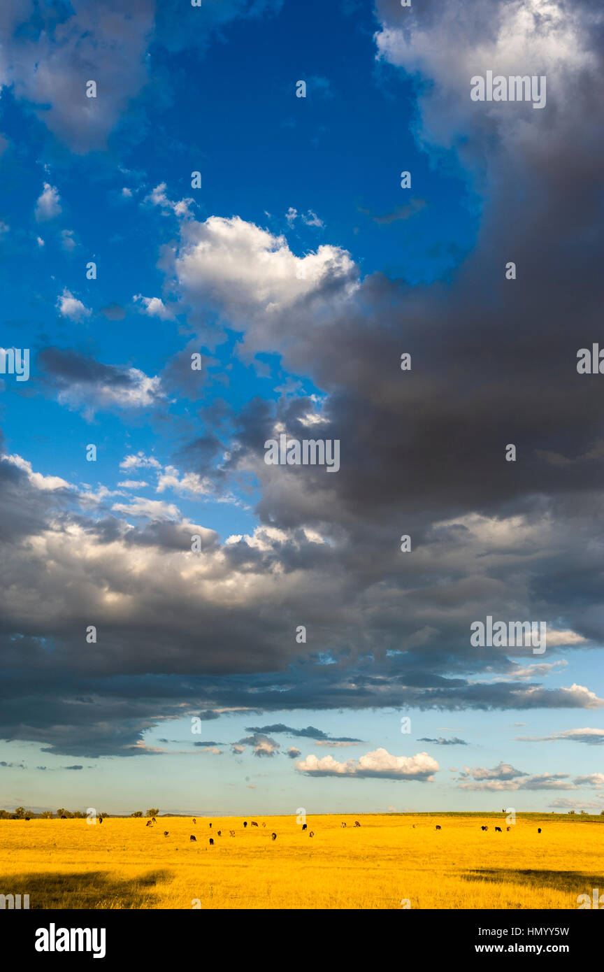 Cattle grazing on a dry farm field during a drought Stock Photo - Alamy