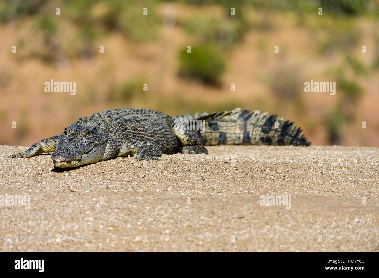 A Saltwater Crocodile sun basking on a sand island in a desert gorge ...