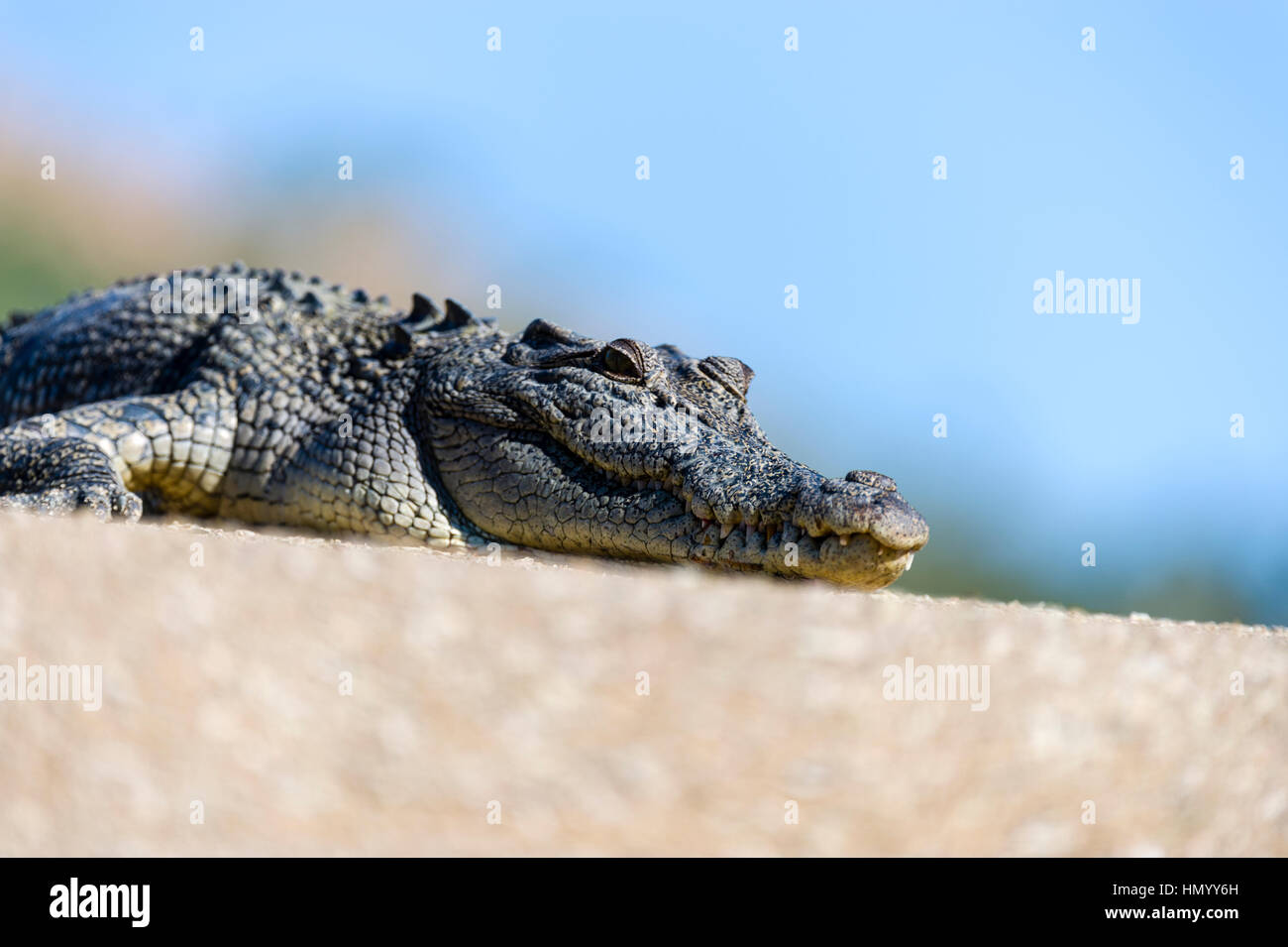 Saltwater crocodile basking hi-res stock photography and images - Alamy