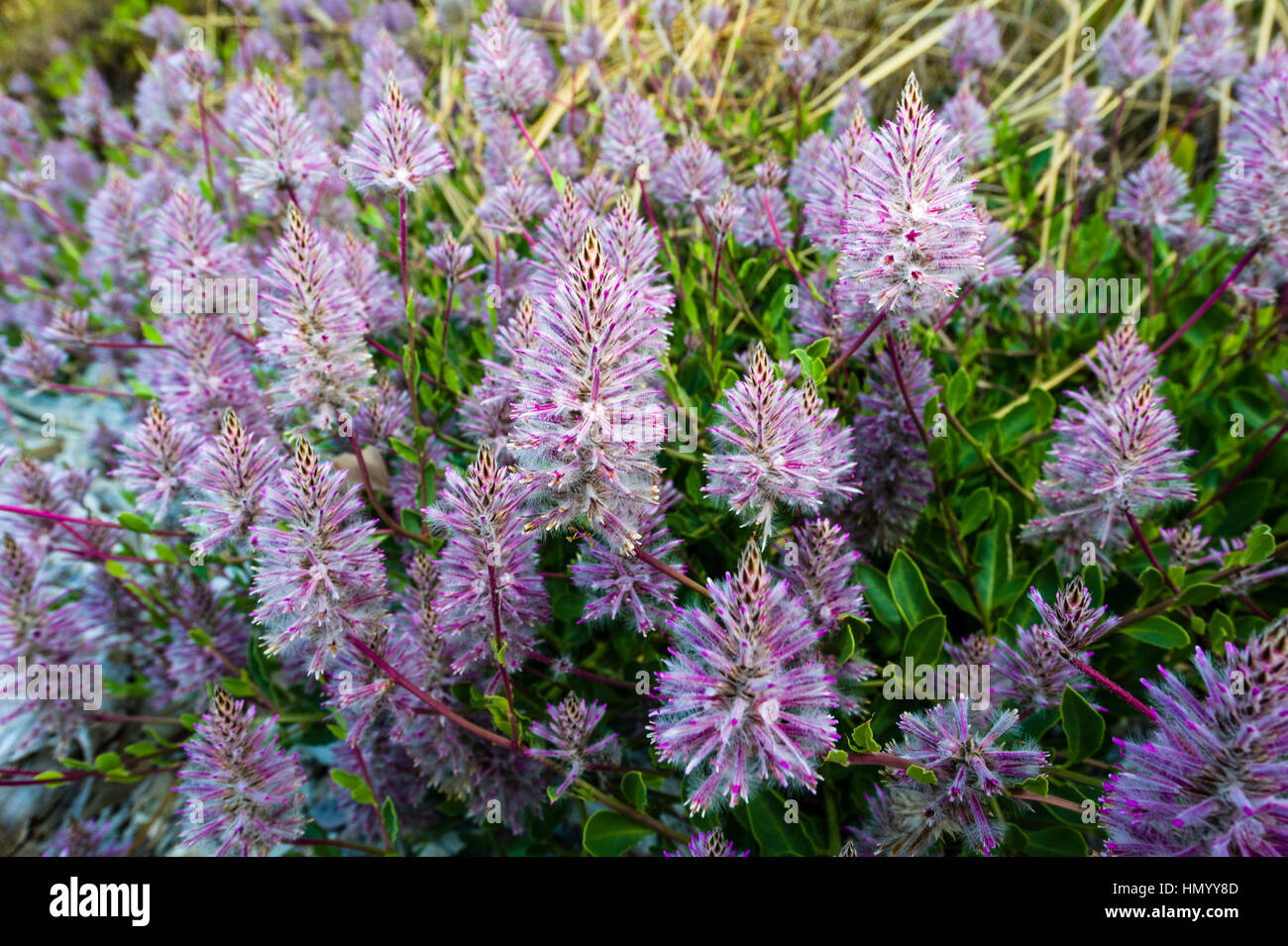 A bloom of Pink Mulla Mulla flowers on a desert island Stock Photo - Alamy