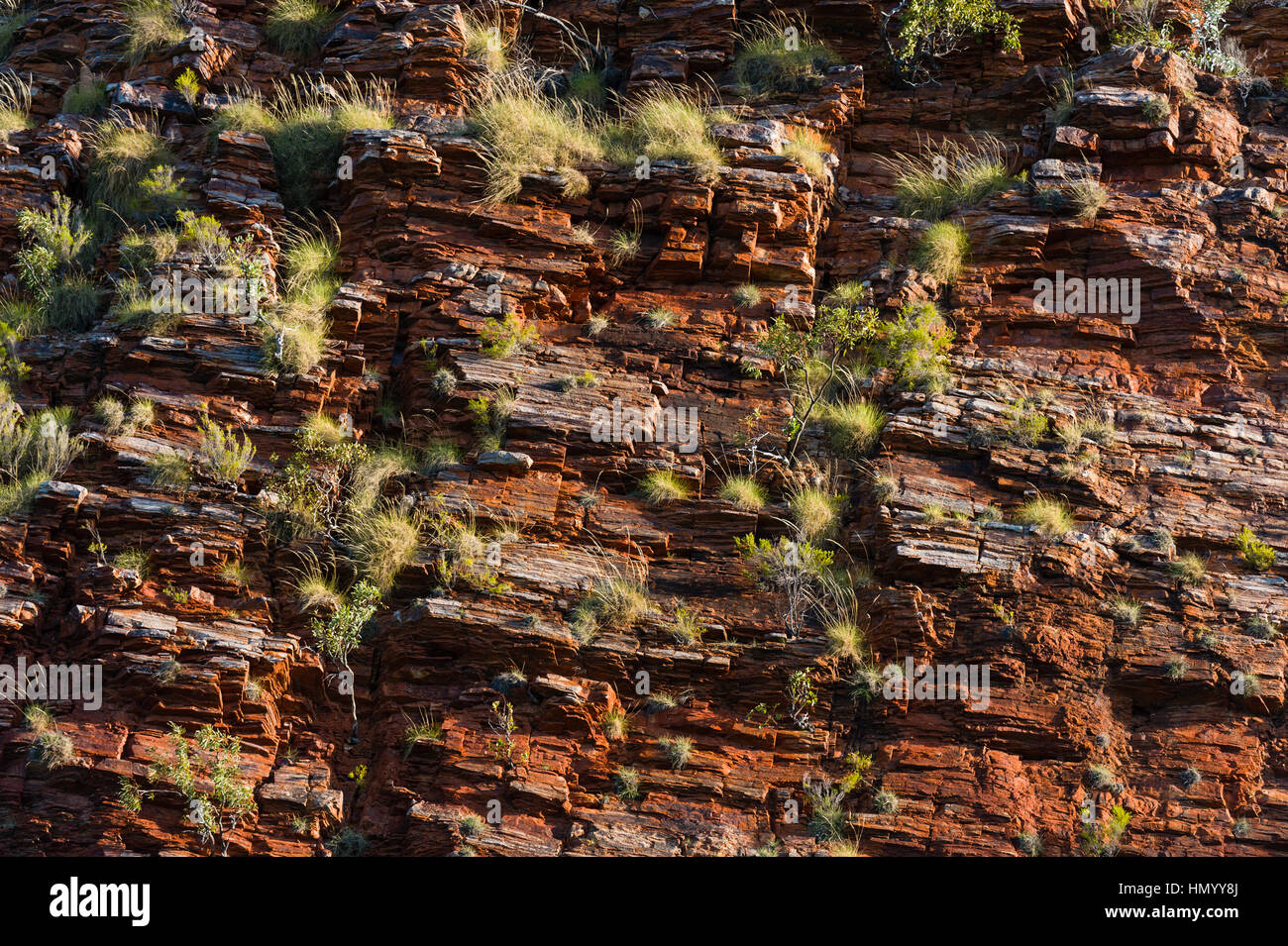 Spinifex grass growing on a sandstone cliff Stock Photo - Alamy