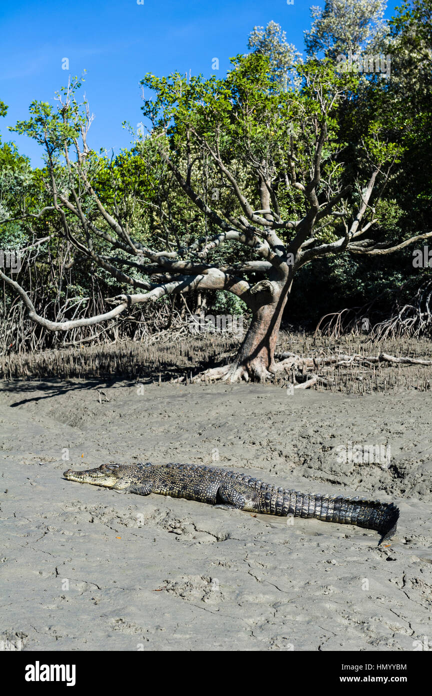 A Saltwater Crocodile sun basking on a mangrove mud flat at low tide ...