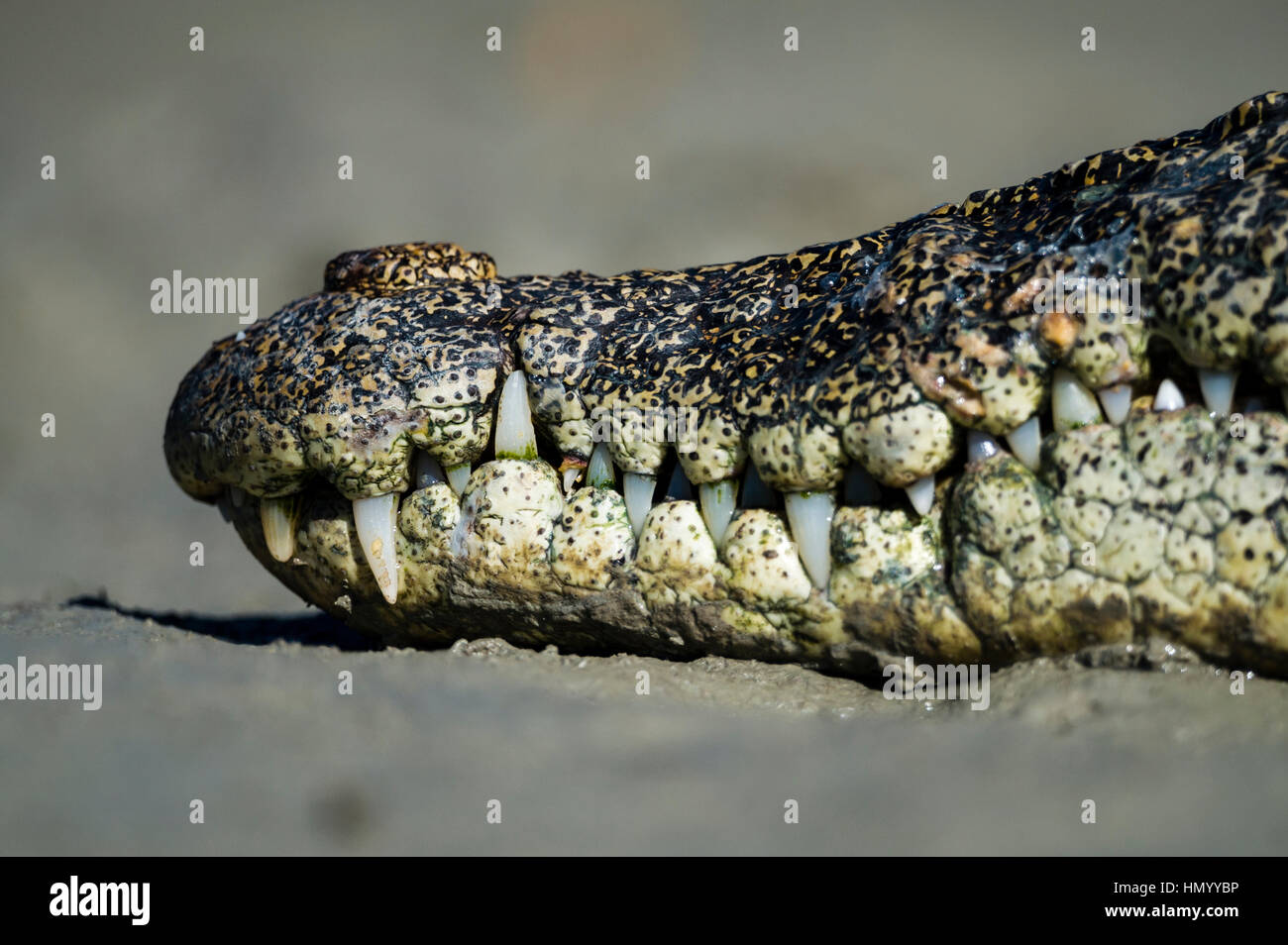 Powerful jaws hi-res stock photography and images - Alamy