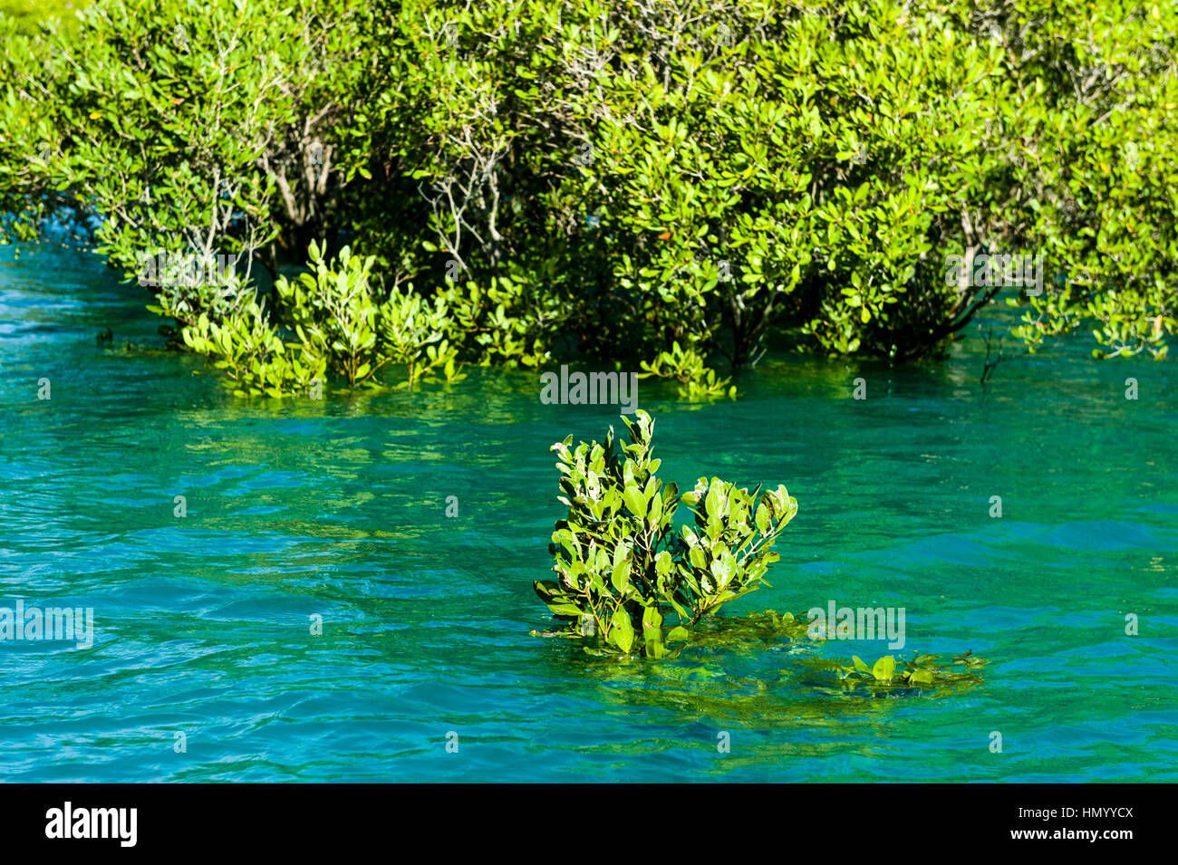 A mangrove forest submerged by the ocean at high tide Stock Photo - Alamy