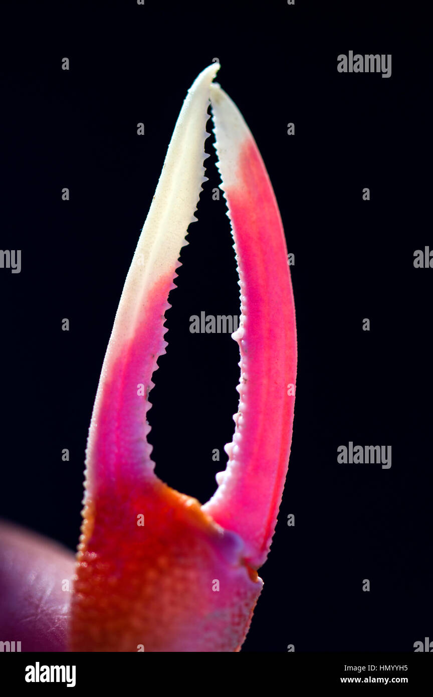 The bright pink claw of a male Fiddler Crab used for defense Stock ...