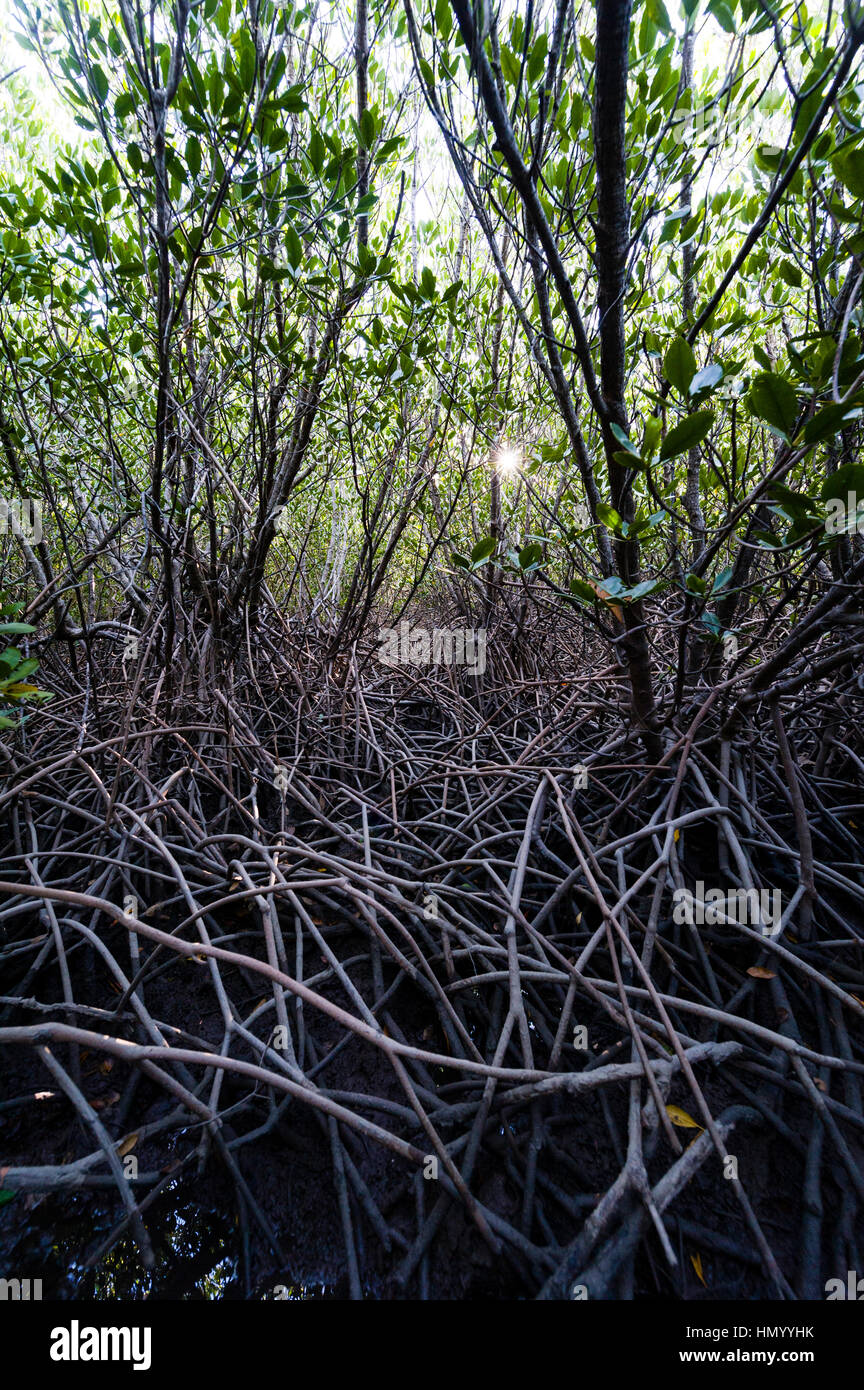 Rhizophora stylosa hi-res stock photography and images - Alamy