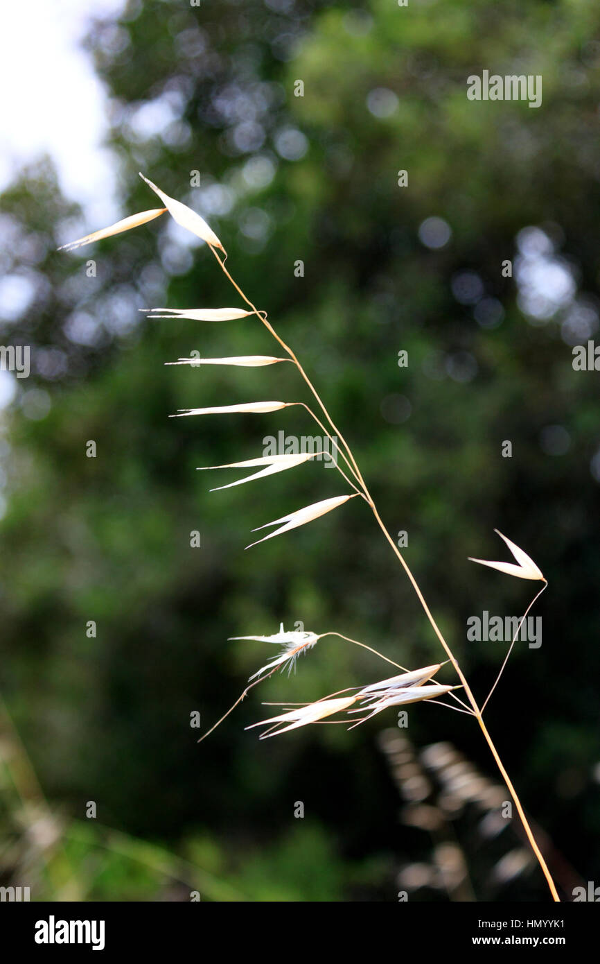 Spanish Grass in the Oakland Hills Stock Photo - Alamy
