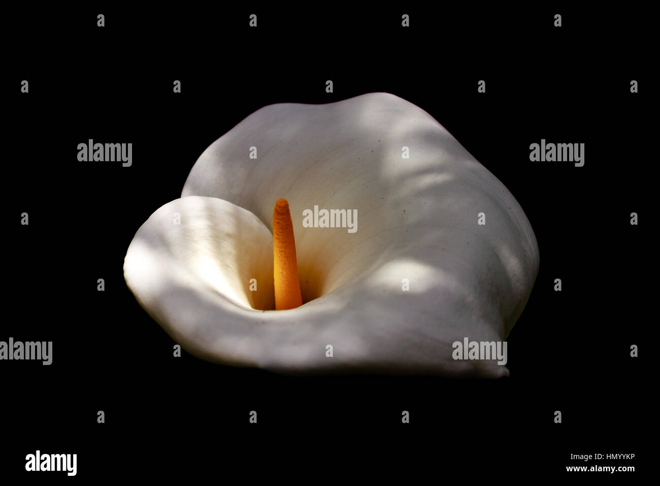 Giant White Calla Lilly Stock Photo - Alamy