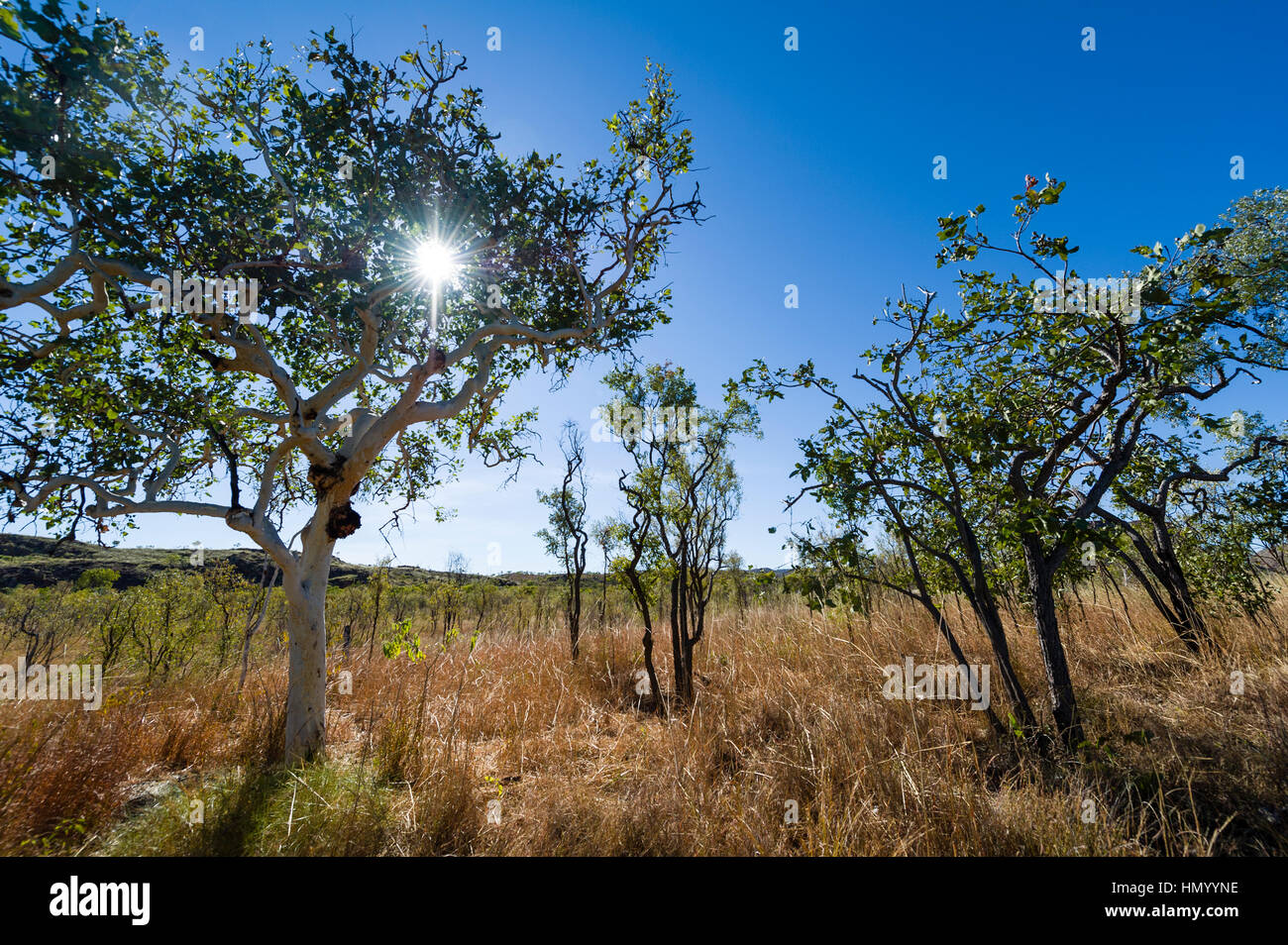 Snappy gum tree hi-res stock photography and images - Alamy