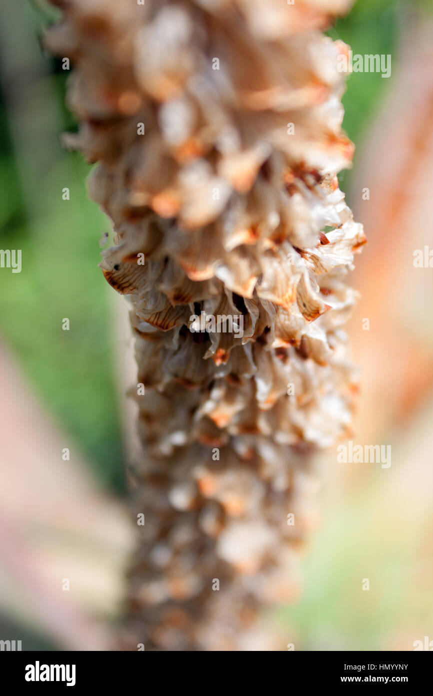 Dried Foxtail in California Stock Photo - Alamy